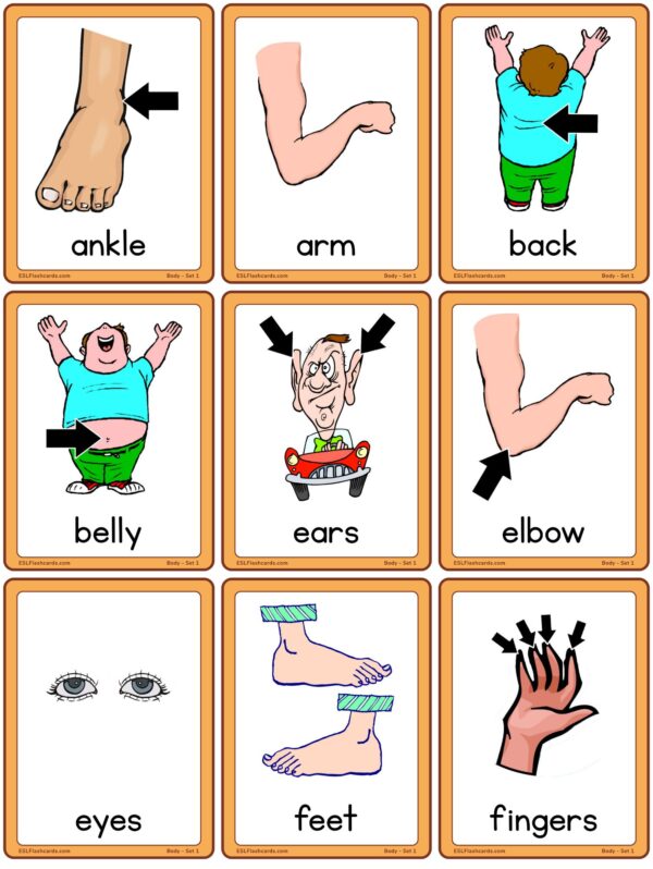 Body - Set 1 - ESL Flashcards